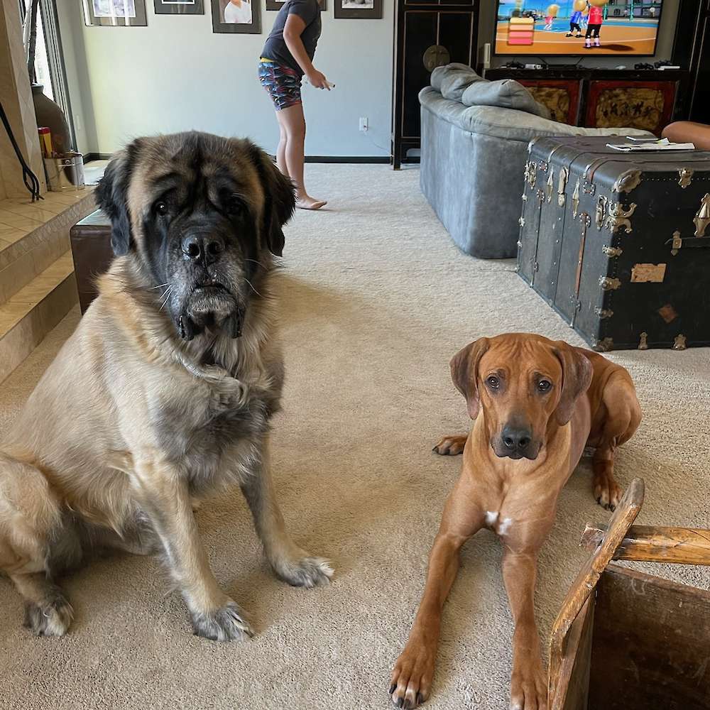 Our puppies - grown up!